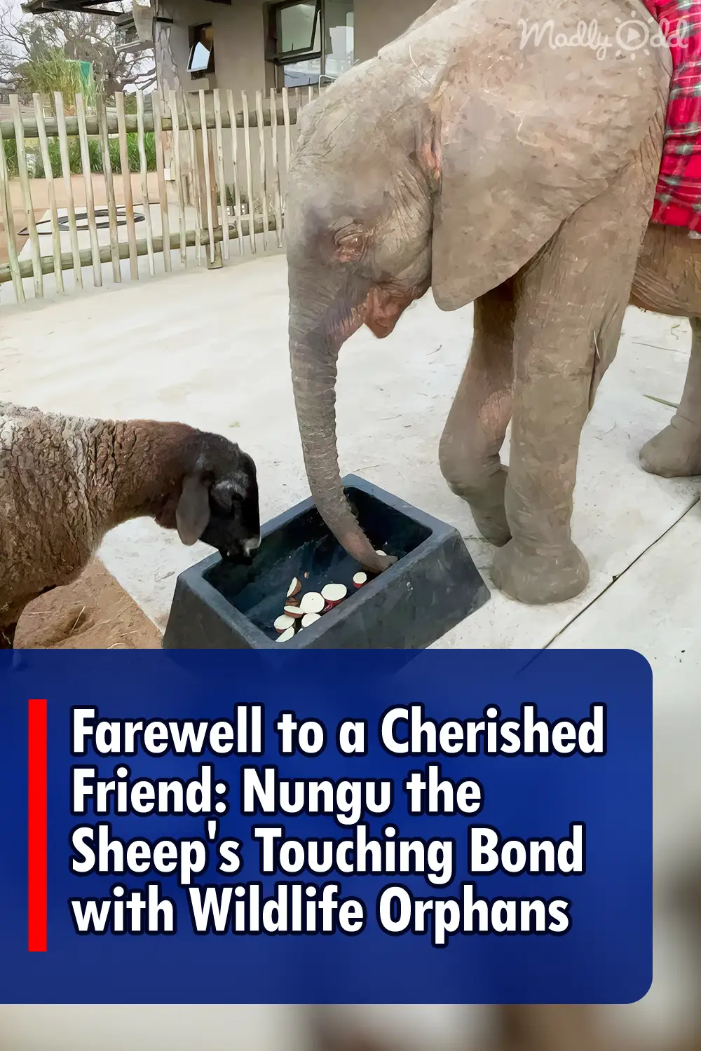 Farewell to a Cherished Friend: Nungu the Sheep’s Touching Bond with ...