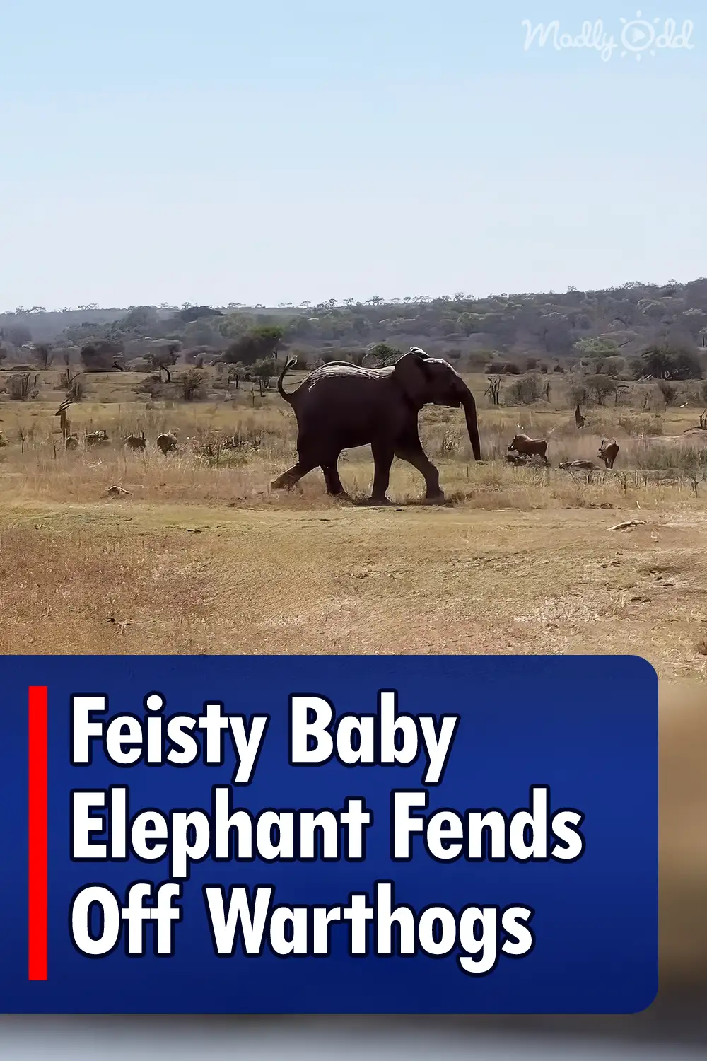 Feisty Baby Elephant Fends Off Warthogs