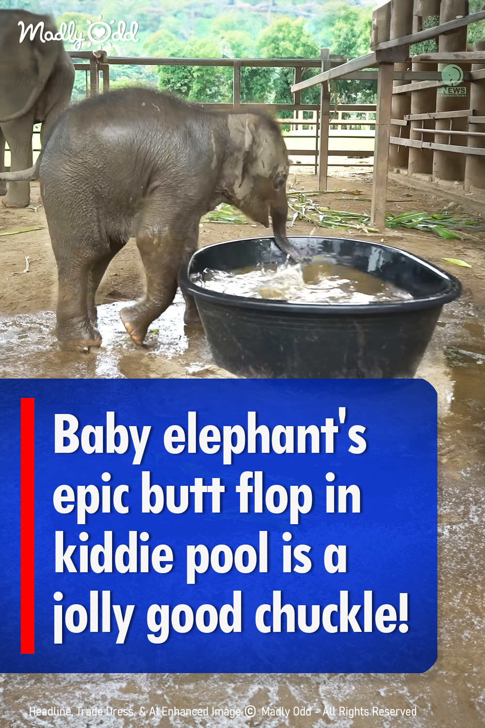 Baby elephant’s epic butt flop in kiddie pool is a jolly good chuckle!