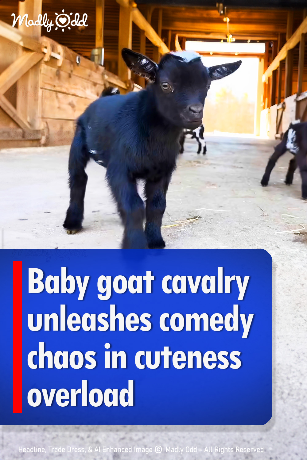 Baby goat cavalry unleashes comedy chaos in cuteness overload