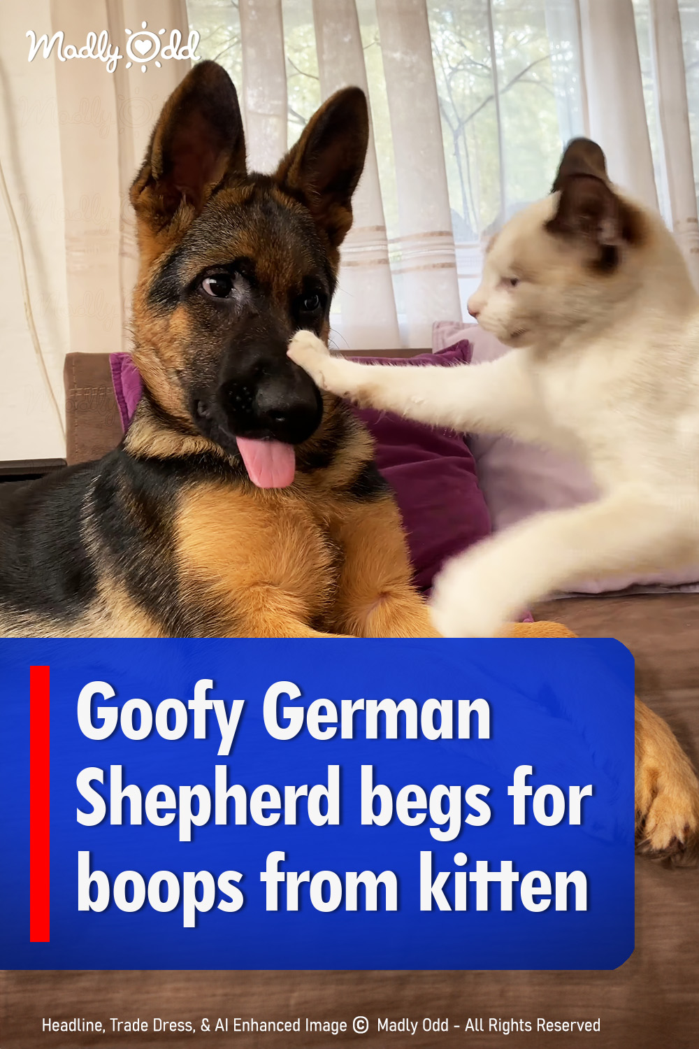 Goofy German Shepherd begs for boops from kitten