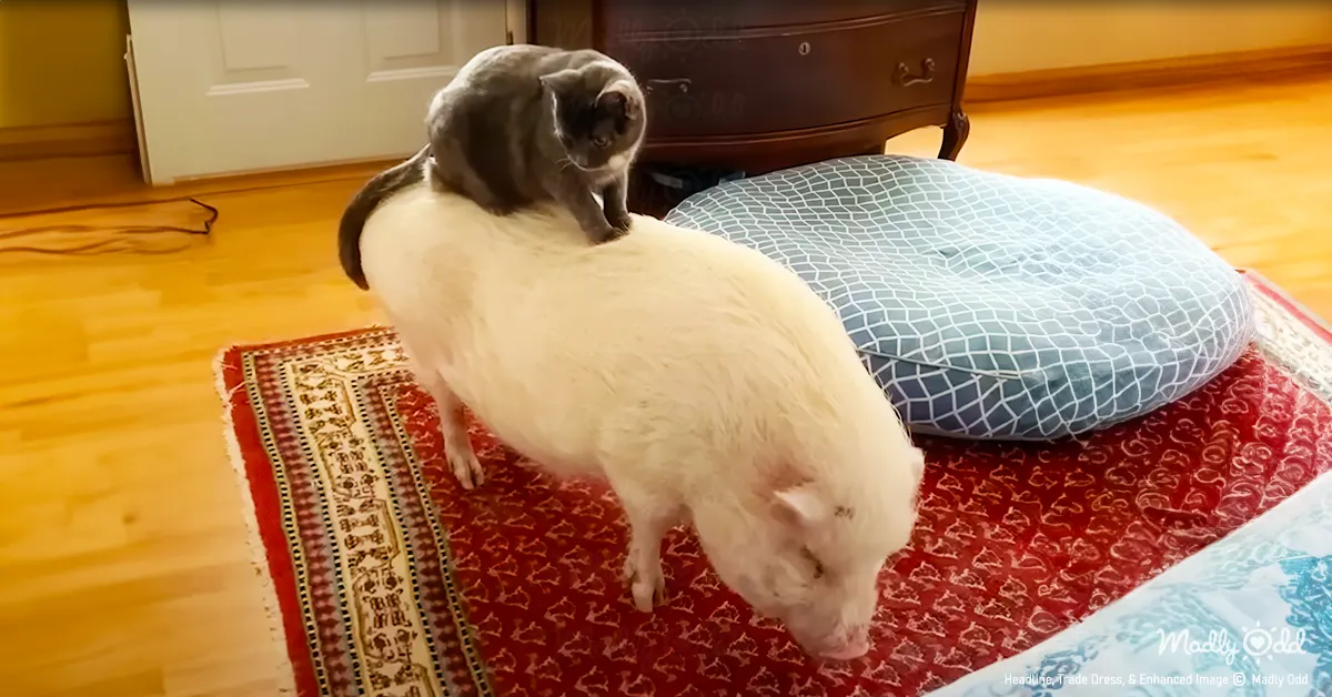 Kitten loves piggyback rides… literally