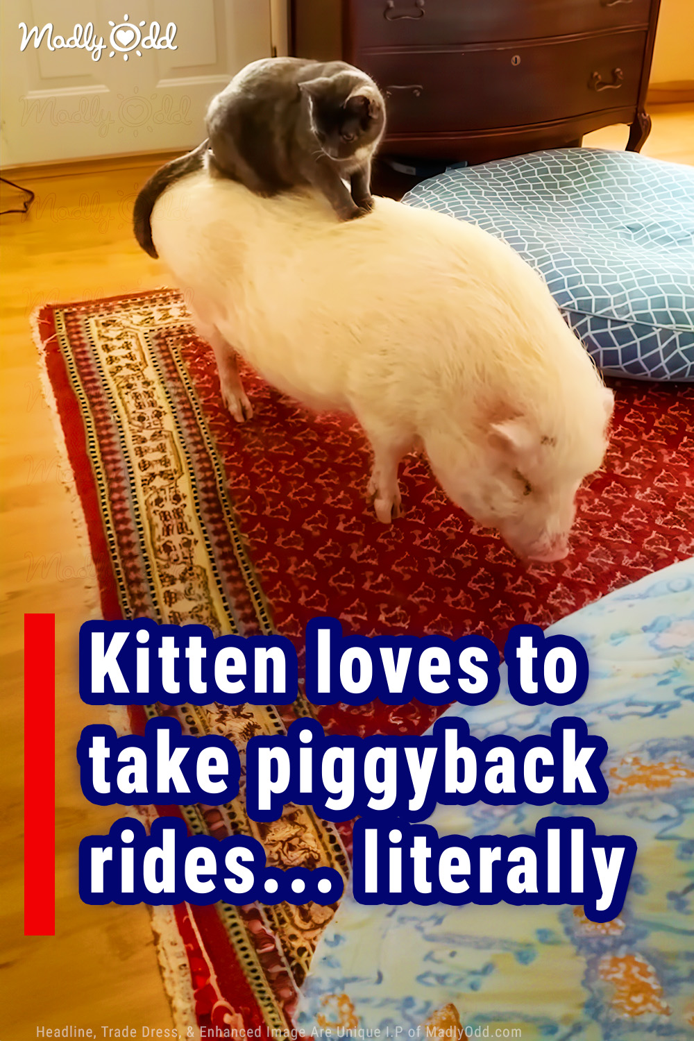 Kitten loves piggyback rides… literally